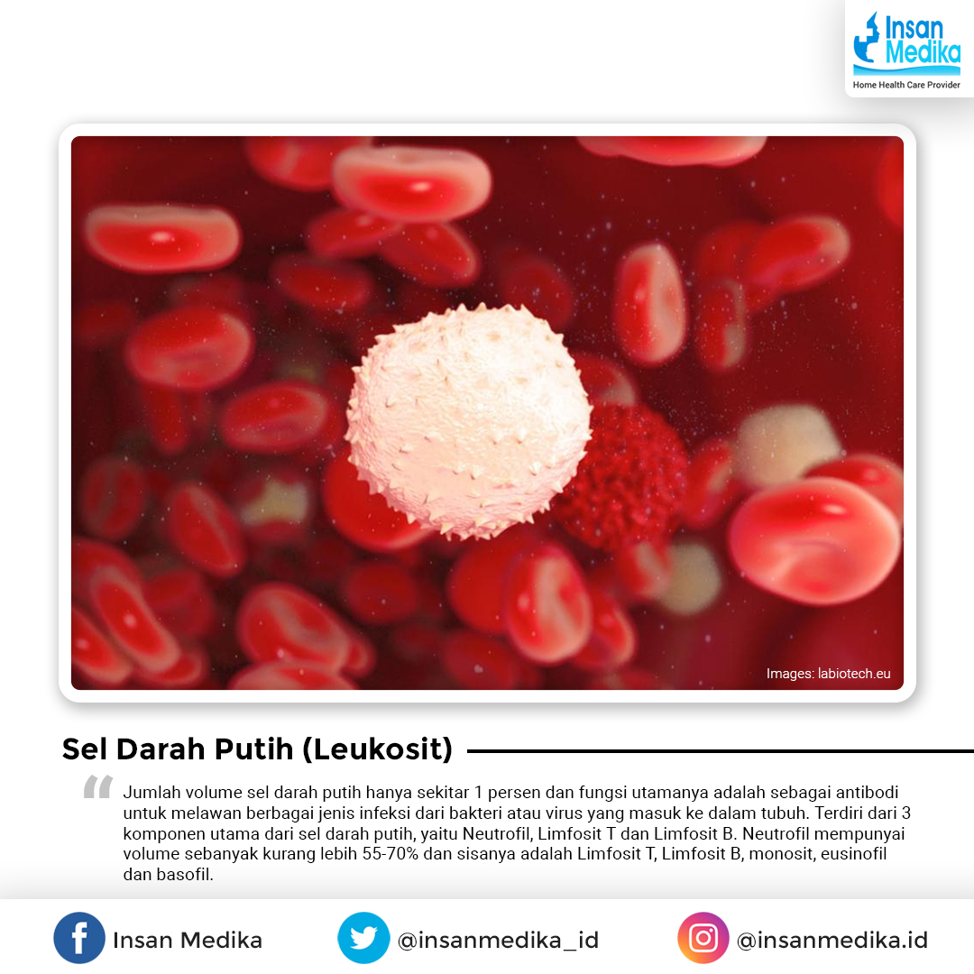 Berikut 4 Komponen dan Fungsi Darah Bagi Tubuh Manusia