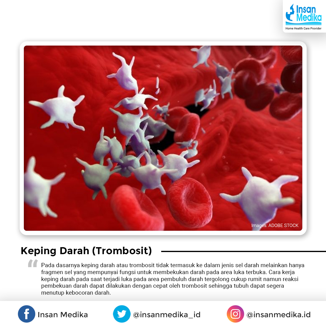 Berikut 4 Komponen dan Fungsi Darah Bagi Tubuh Manusia