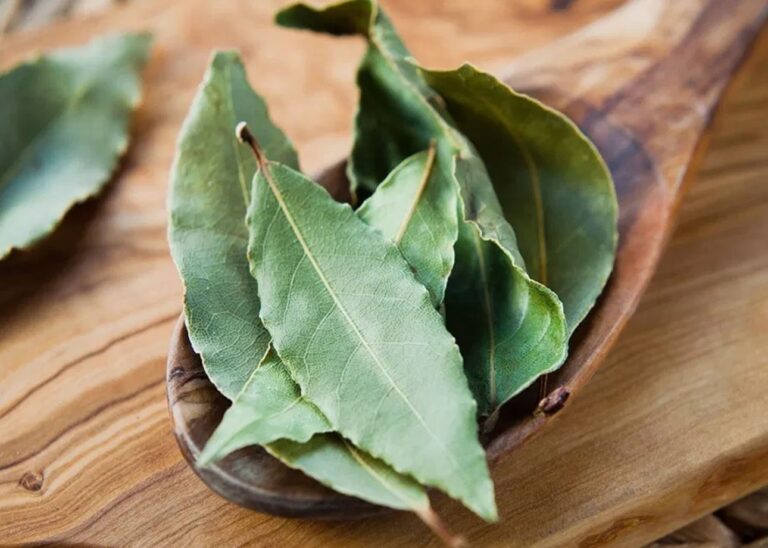 7 Ramuan Obat Asam Urat Tradisional Alami Beserta Cara Membuatnya